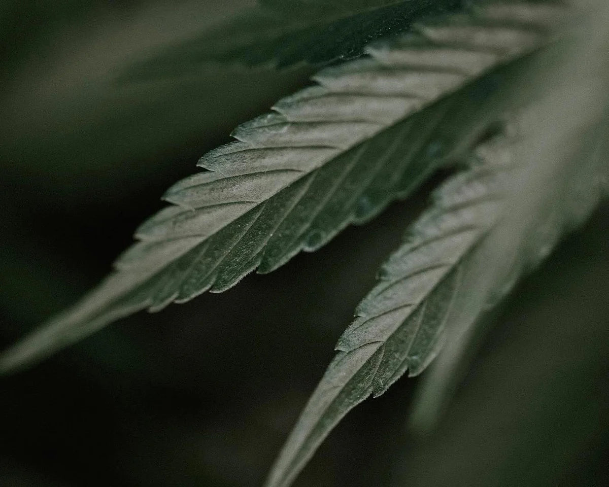 So what is cdb? – Saint Salomon